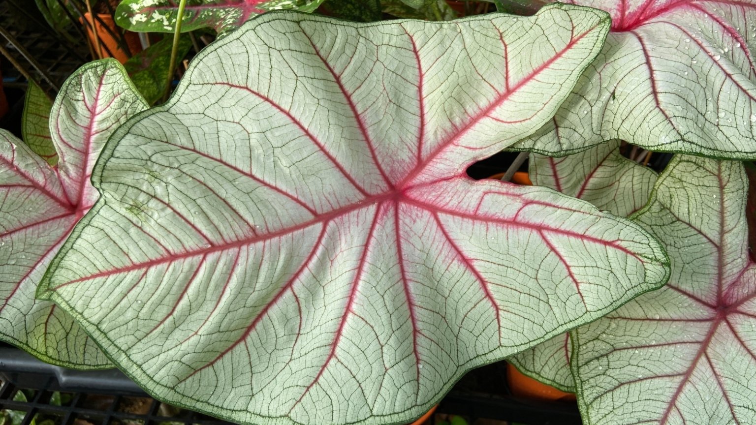 25 Beautiful Caladium Varieties for Your Indoor or Shade Garden