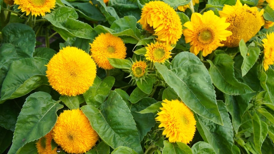 12 Fall-Colored Sunflowers to Plant In August