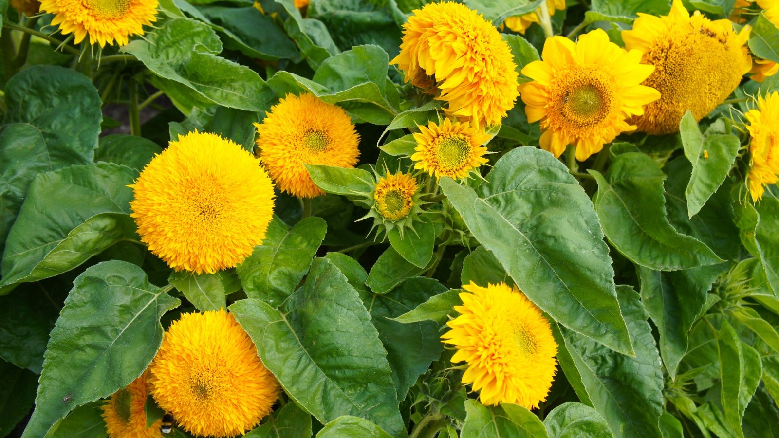 12 Fall-Colored Sunflowers to Plant In August