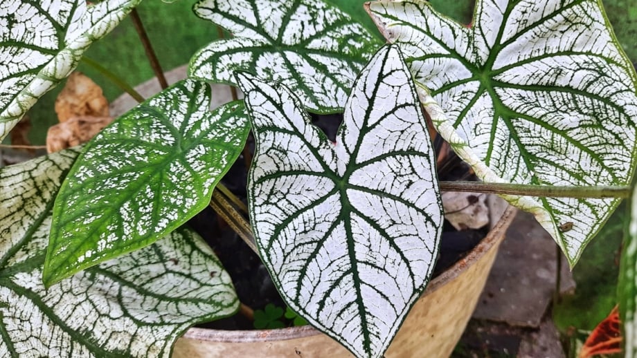 25 Beautiful Caladium Varieties for Your Indoor or Shade Garden