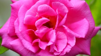 How to Plant, Grow, and Care for 'Zephirine Drouhin' Roses