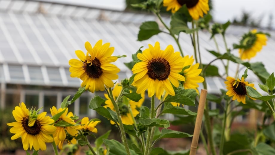 12 Fall-Colored Sunflowers to Plant In August