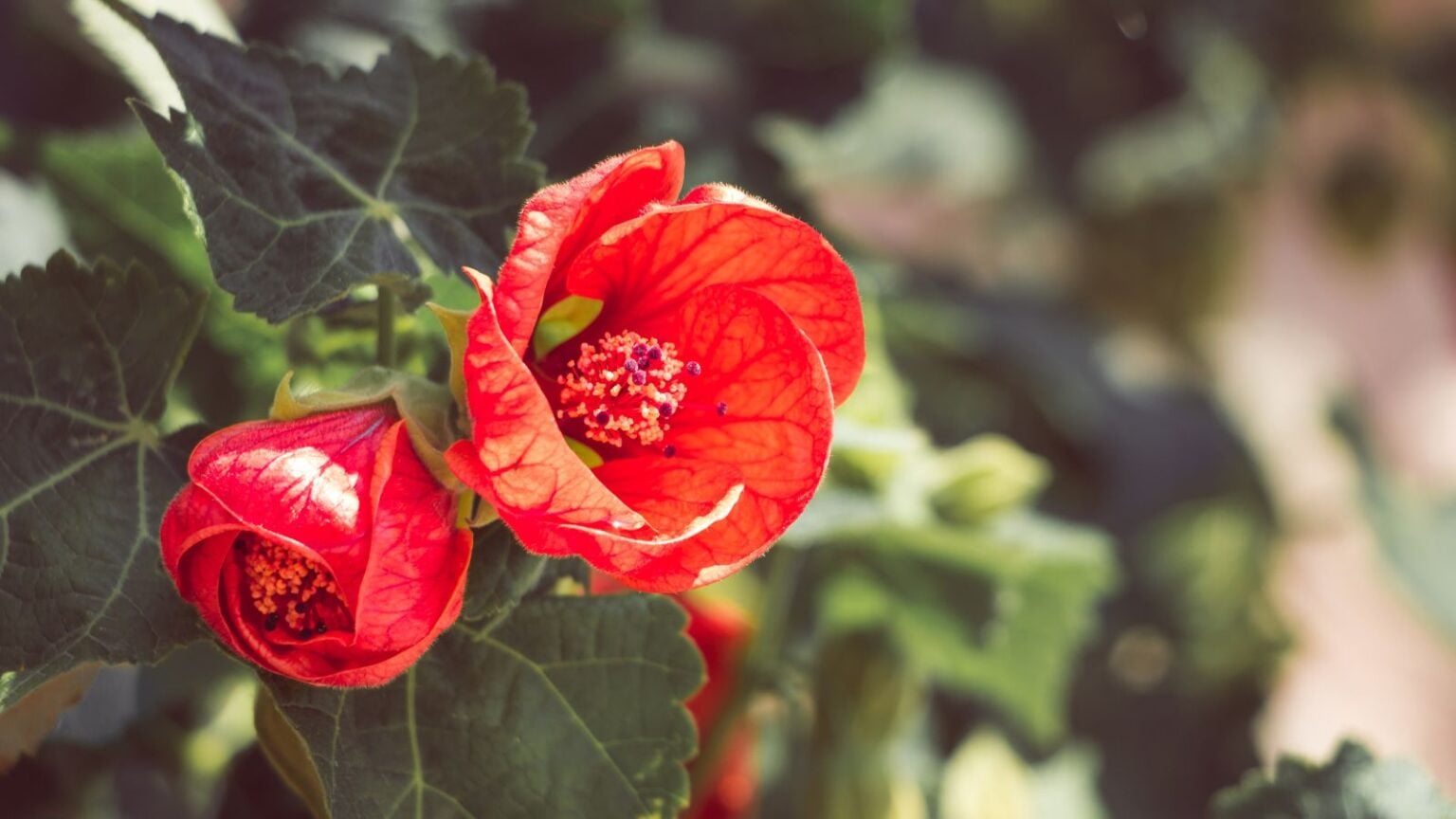 How to Plant, Grow, and Care for Flowering Maple Shrubs