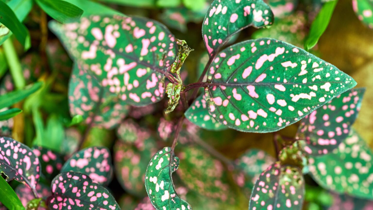 21 Garden Plants With Pink Leaves