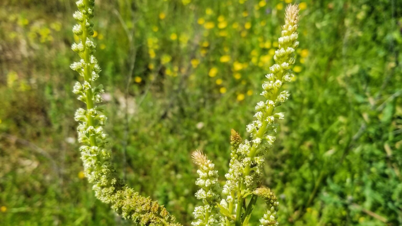 How to Plant, Grow, and Care for Weld: A Natural Yellow Dye Plant
