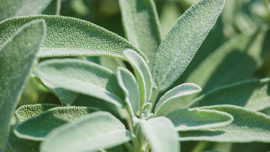 How to Plant, Grow, and Care for White Sage