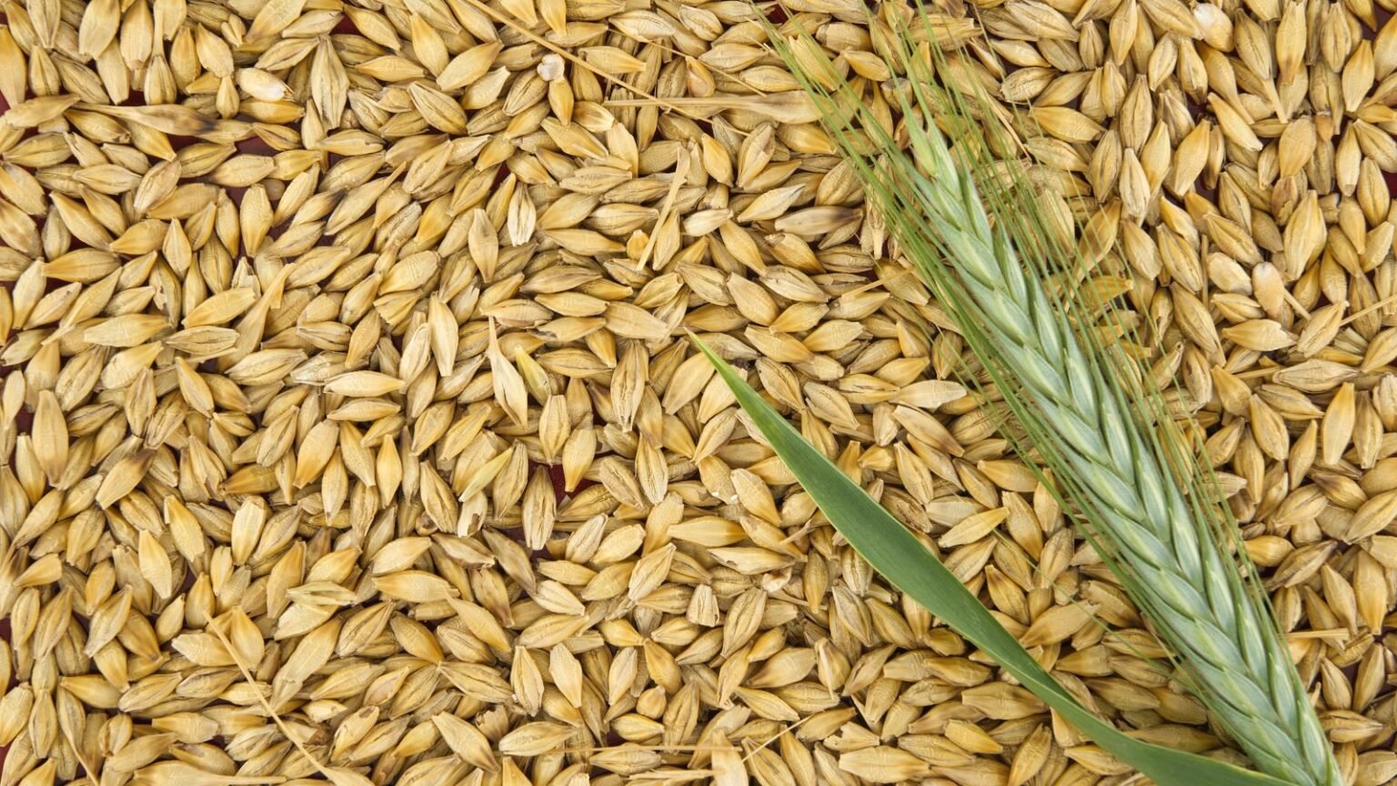 How to Plant, Grow, and Care for Barley