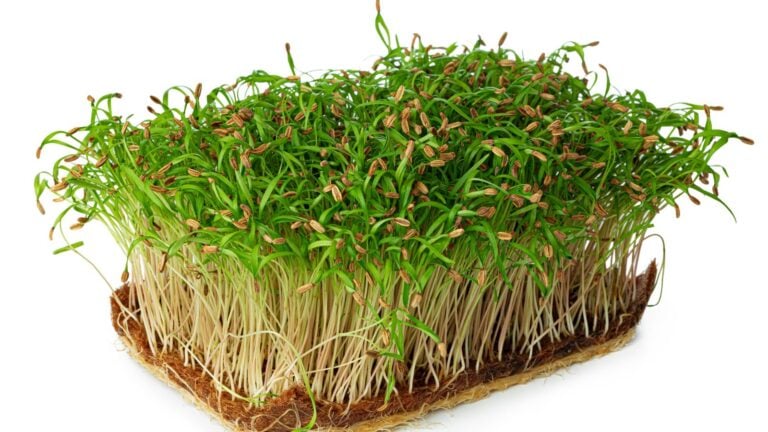 How To Grow Fennel Microgreens in 6 Easy Steps