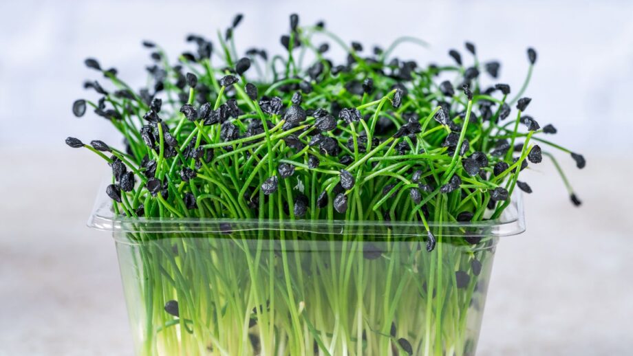 How To Grow Chive Microgreens in 5 Easy Steps