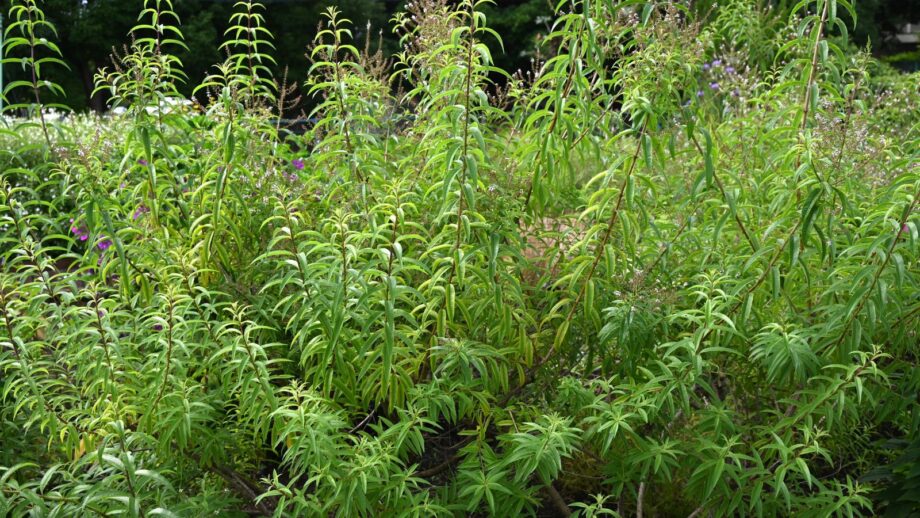 How to Plant, Grow, and Care for Lemon Verbena