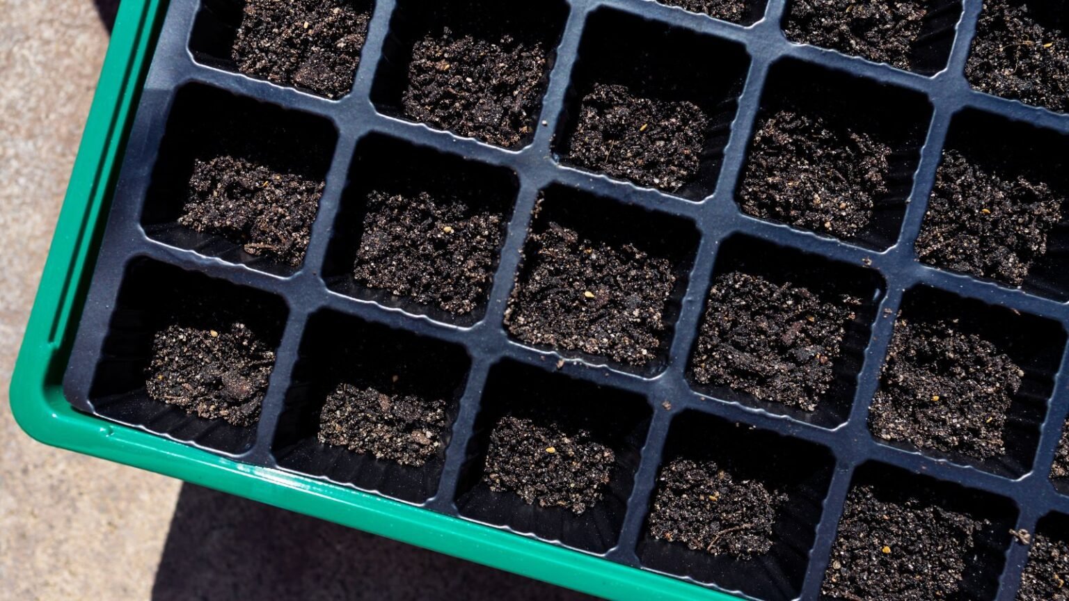 How To Grow Clover Microgreens in 5 Easy Steps