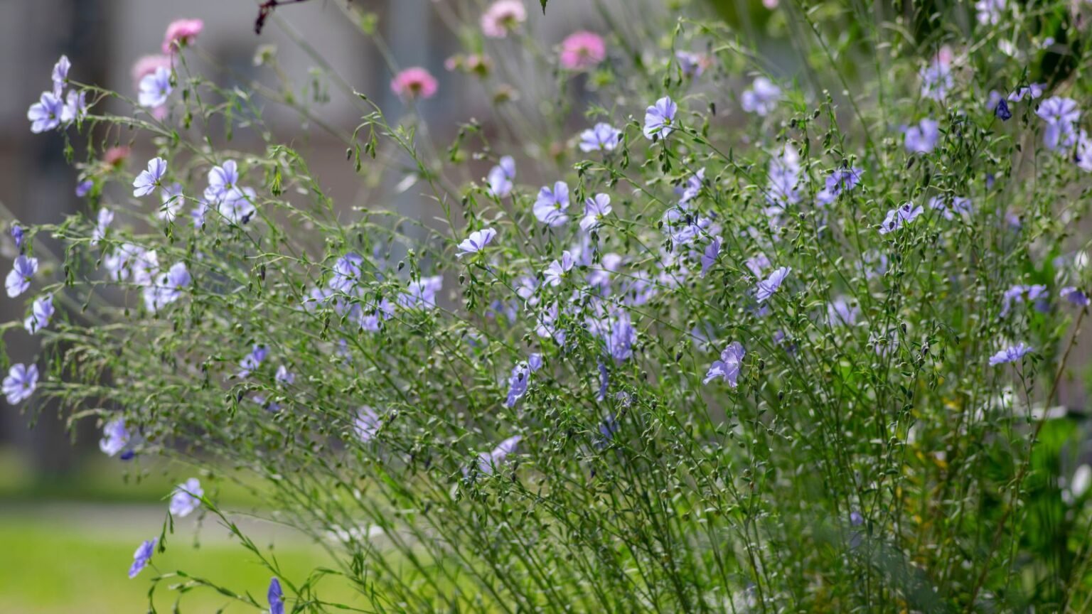 How to Plant, Grow, and Care for Flax