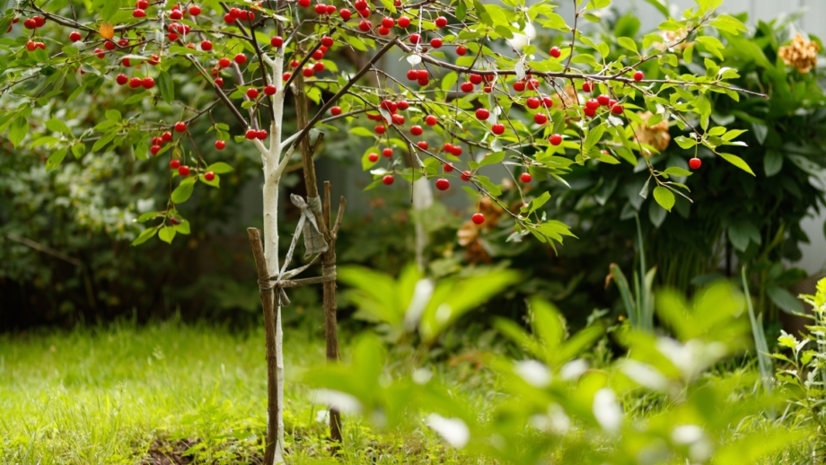 How to Identify, Prevent, and Treat Bacterial Canker in Fruit Trees
