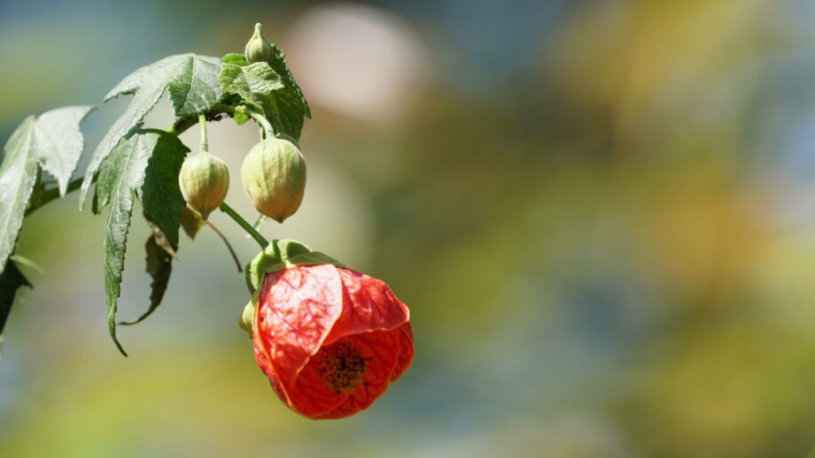 How to Plant, Grow, and Care for Flowering Maple Shrubs