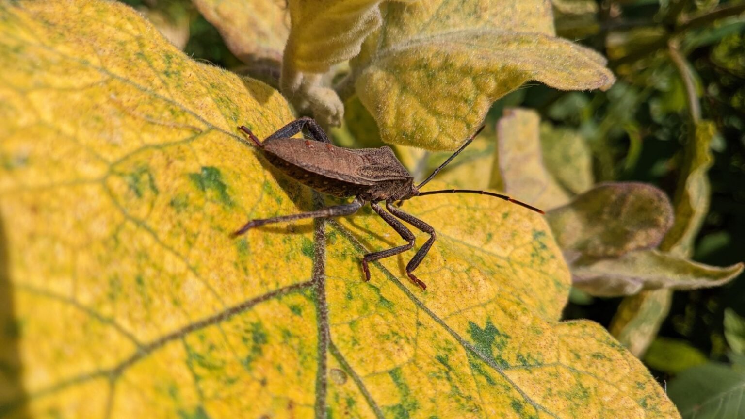 How to Control and Prevent Squash Bugs