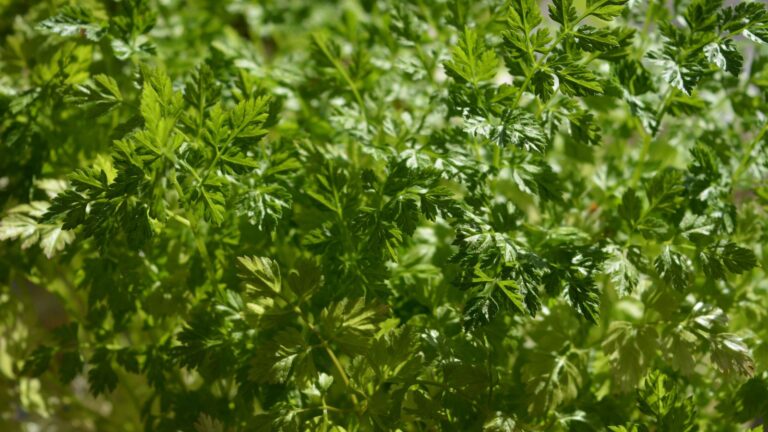 How To Grow Chervil Microgreens in 5 Easy Steps