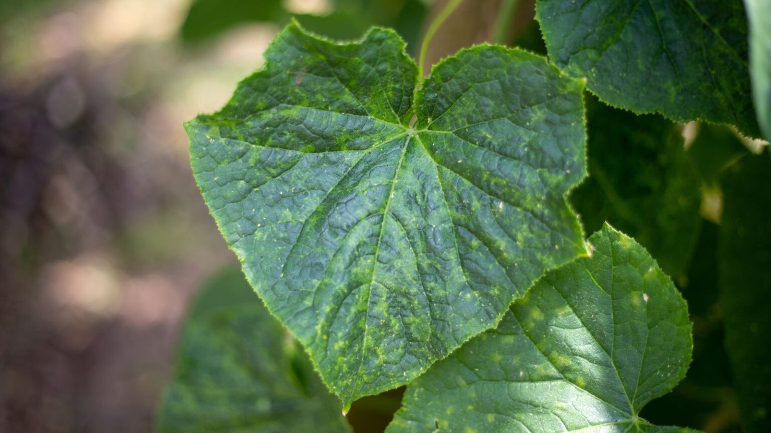 Cucumber Mosaic Virus Identification and Treatment