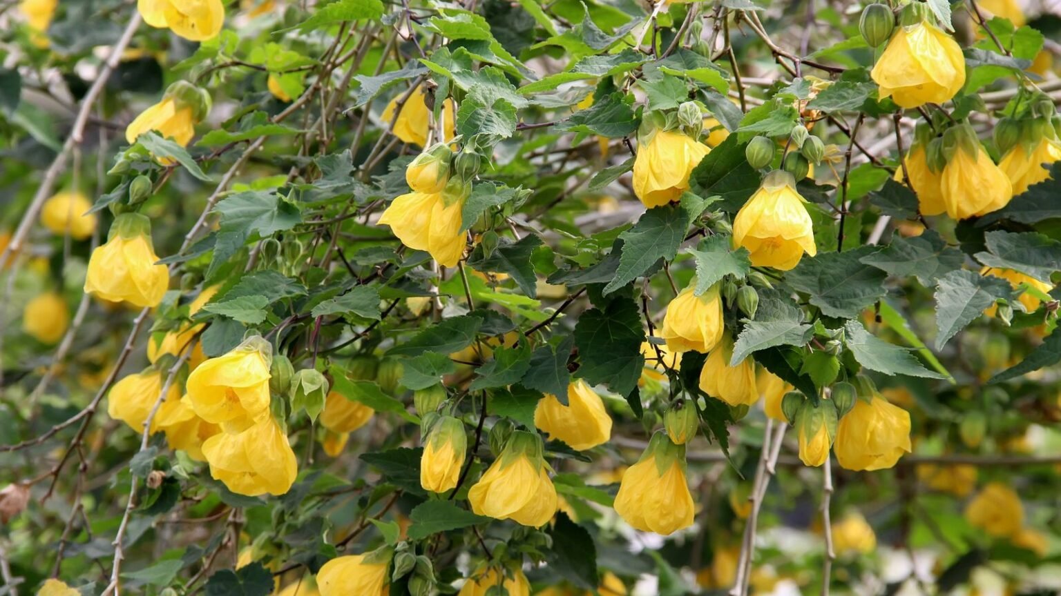 How to Plant, Grow, and Care for Flowering Maple Shrubs