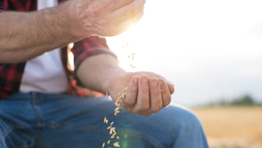 How to Plant, Grow, and Care for Oats