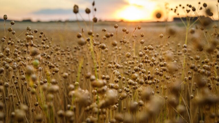 How to Plant, Grow, and Care for Flax
