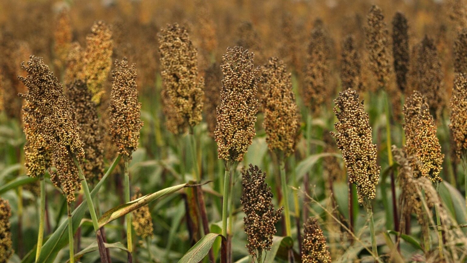 How to Plant, Grow, and Care for Millet