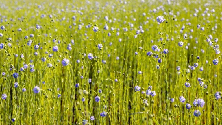 How to Plant, Grow, and Care for Flax