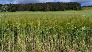How to Plant, Grow, and Care for Barley