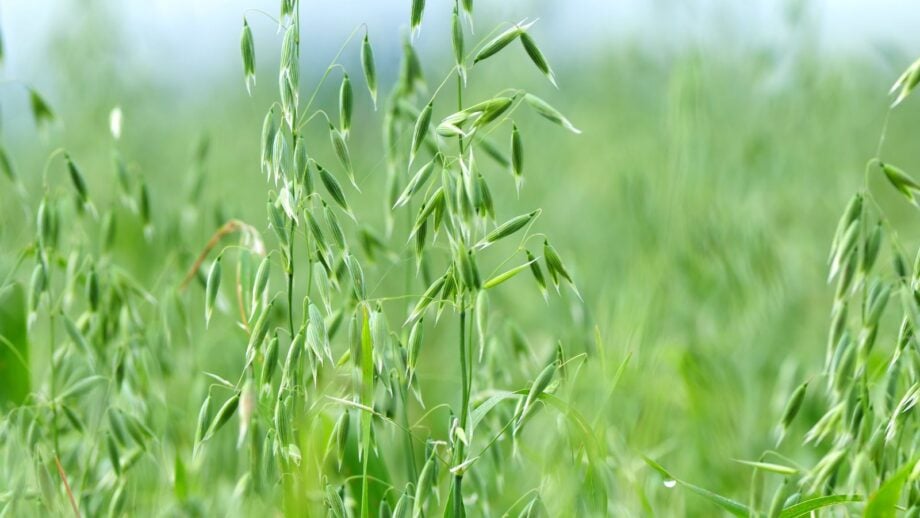 How to Plant, Grow, and Care for Oats