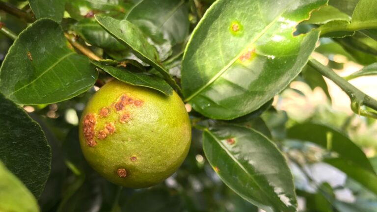 How to Control and Prevent Citrus Canker