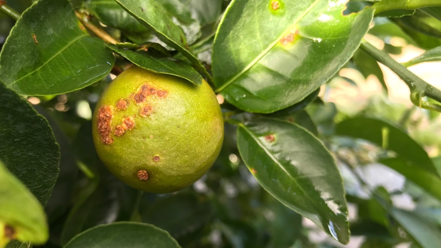 How to Identify, Prevent, and Treat Bacterial Canker in Fruit Trees