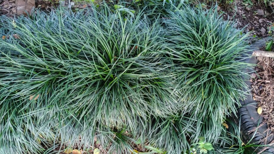 How to Plant, Grow, and Care for Ophiopogon Japonicus