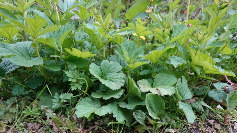 How to Plant, Grow, and Care For Geum Flowers