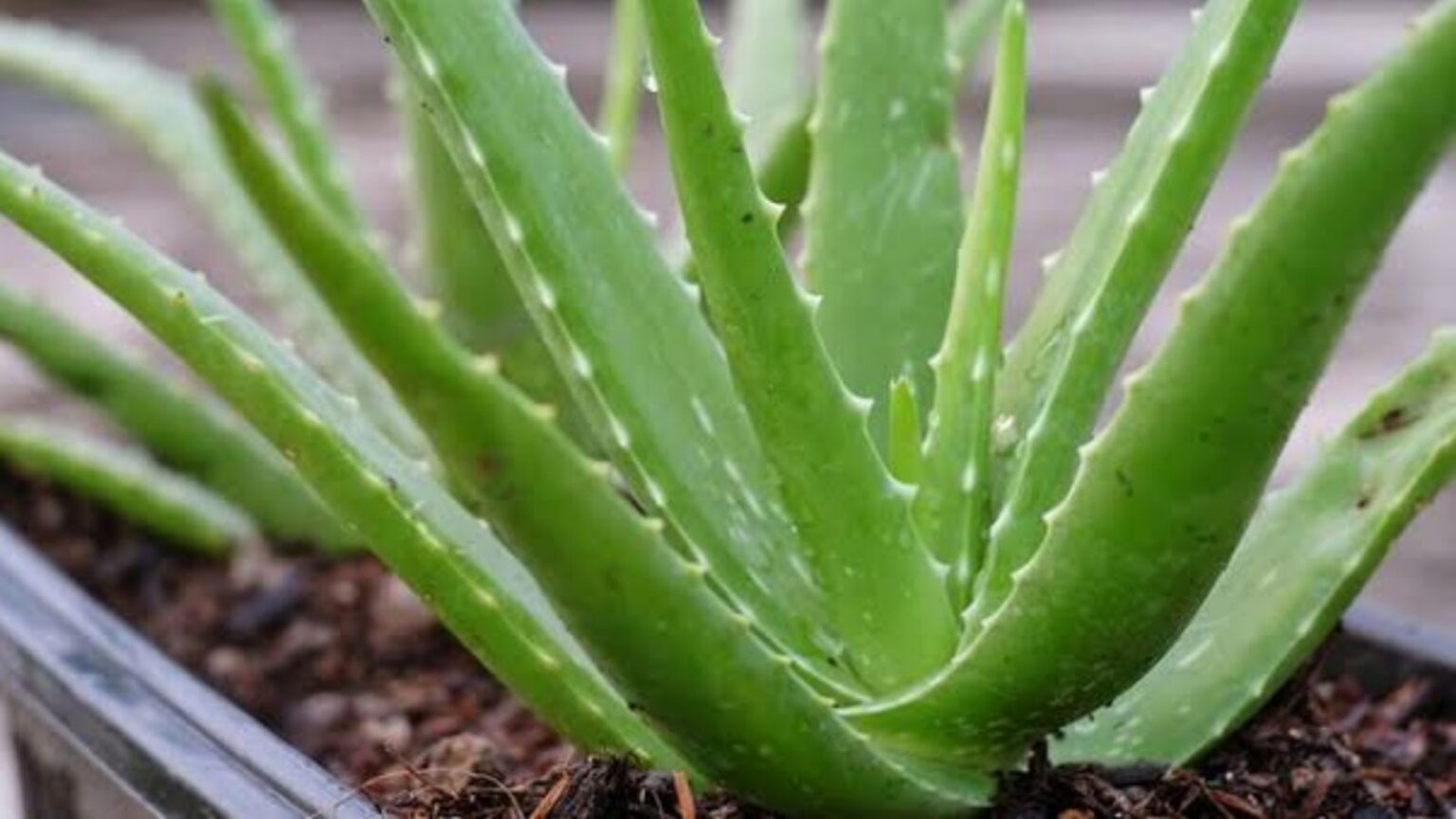 37 Types of Aloe Plants With Names and Pictures