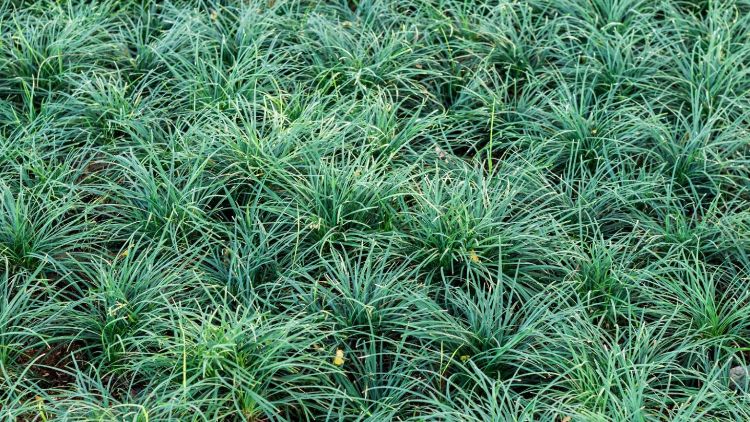 How to Plant, Grow, and Care for Ophiopogon Japonicus