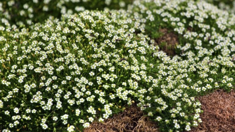 How to Plant, Grow, and Care for Irish Moss