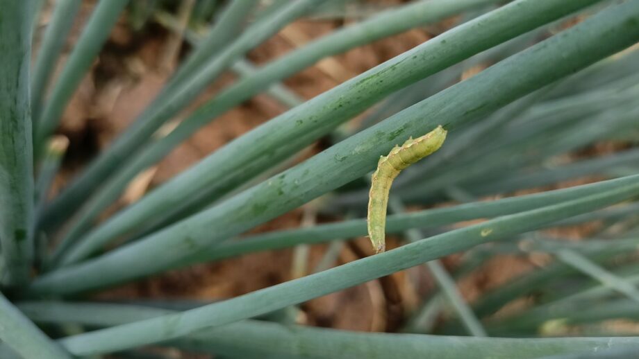 How to Identify and Control Armyworms