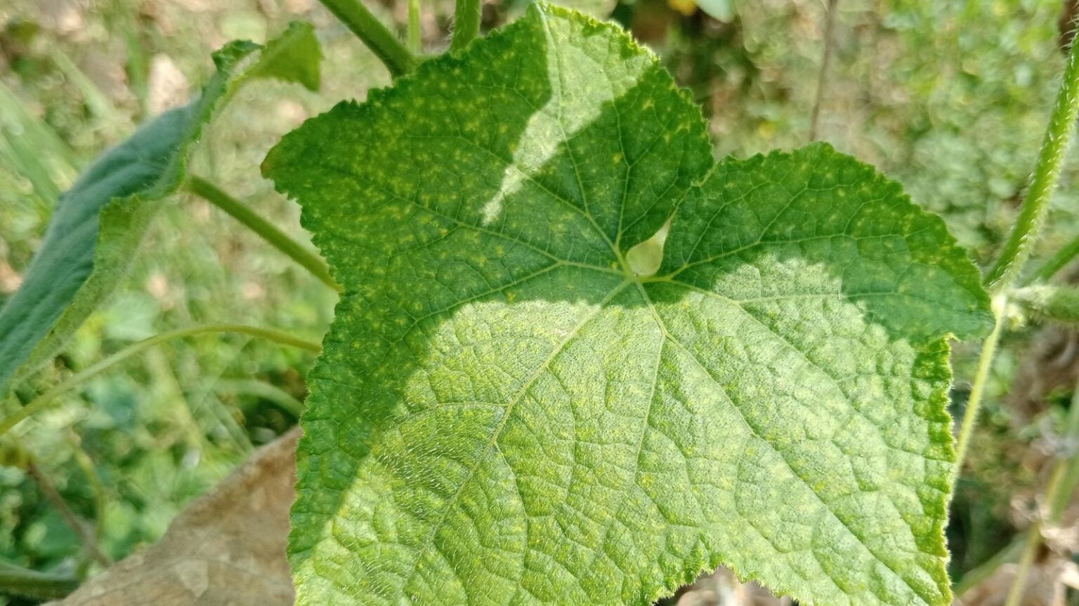 Mosaic Virus Symptoms and Treatment