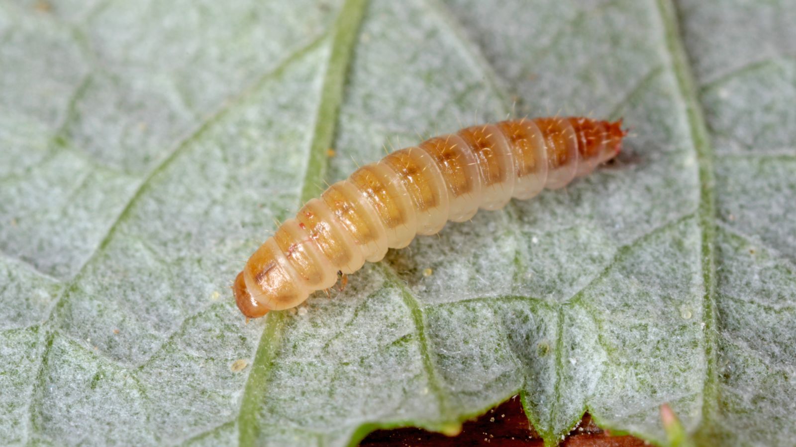 How to Identify, Control, and Prevent Raspberry Fruitworm