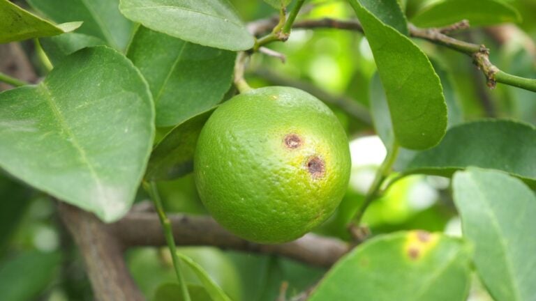 How to Control and Prevent Citrus Canker