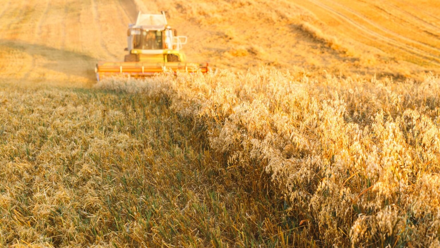 How to Plant, Grow, and Care for Oats