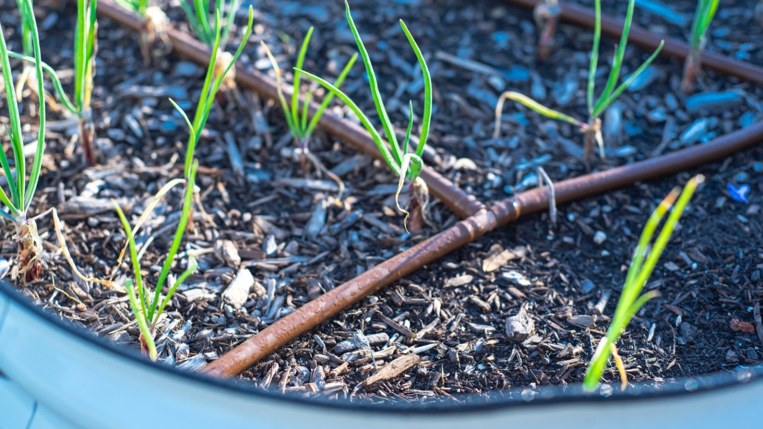 How to Grow Onions in Raised Beds