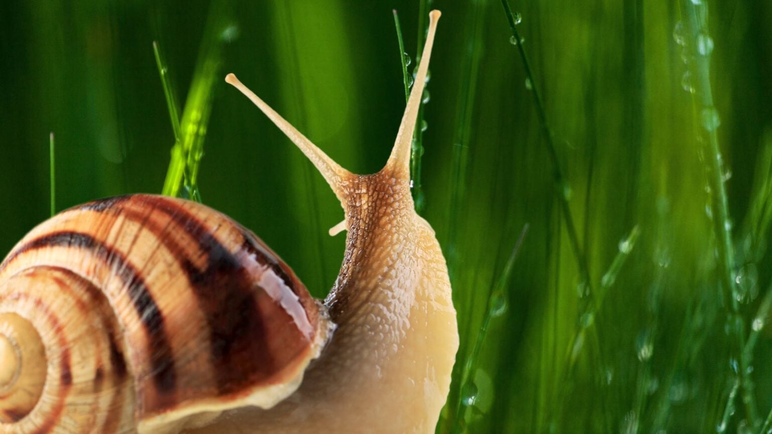 Snails and Slugs: What's The Difference?
