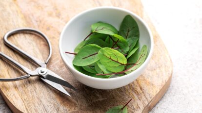 How to Grow Sorrel Microgreens in 5 Easy Steps