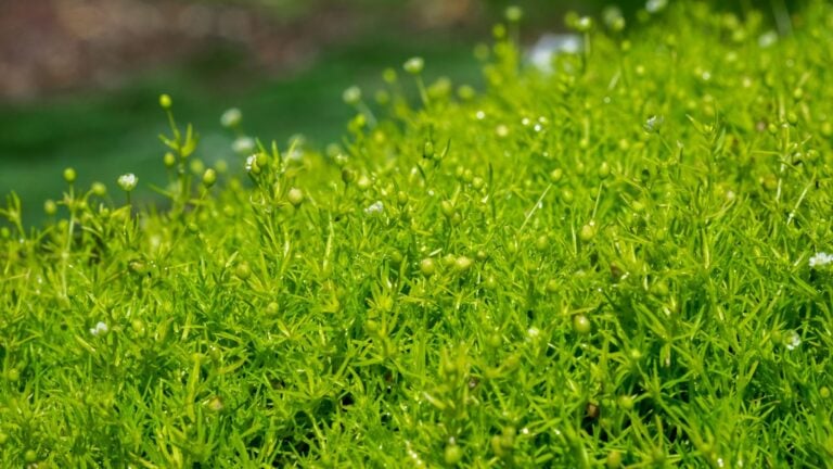 How to Plant, Grow, and Care for Irish Moss