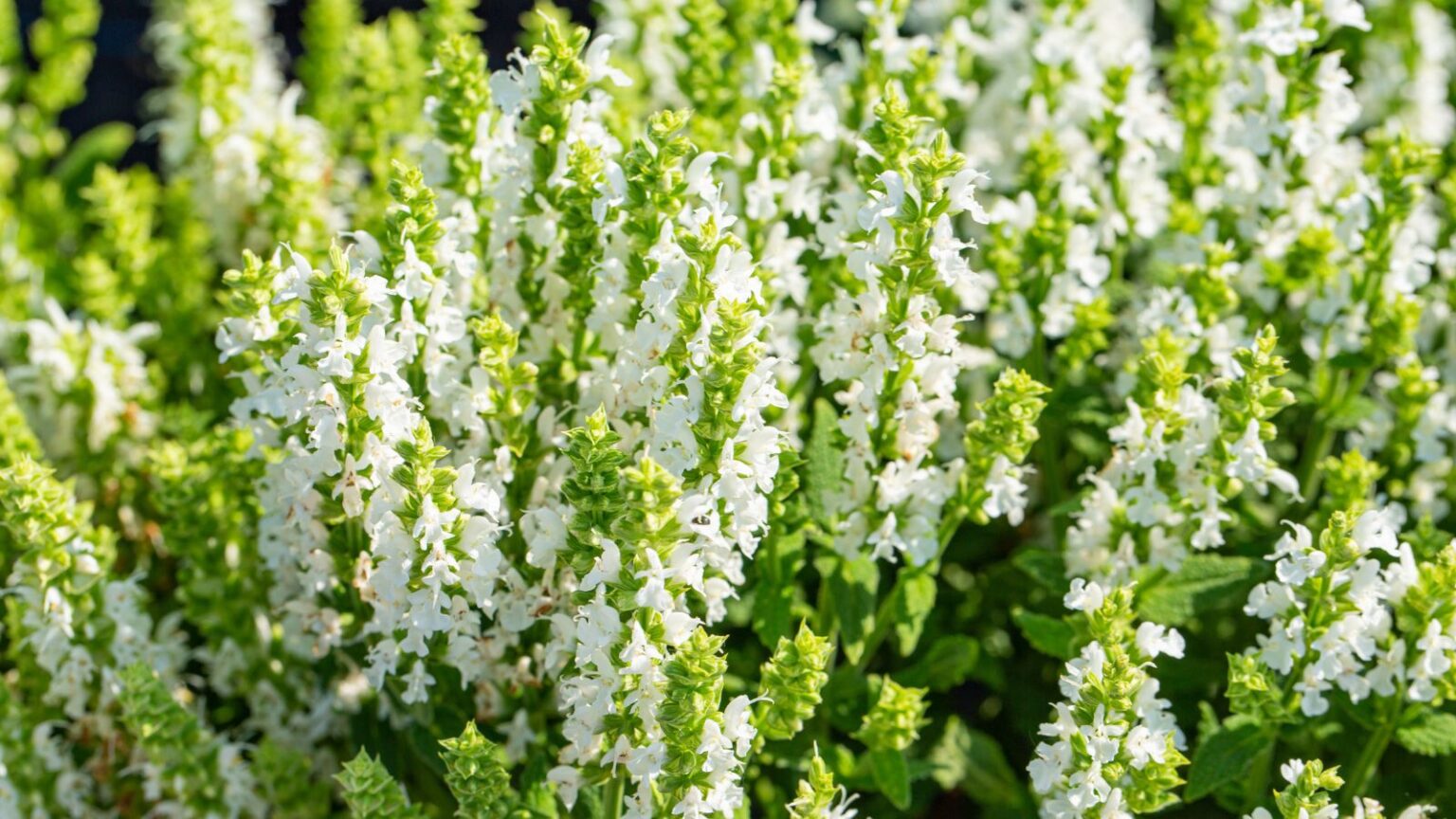 How to Plant, Grow, and Care for White Sage