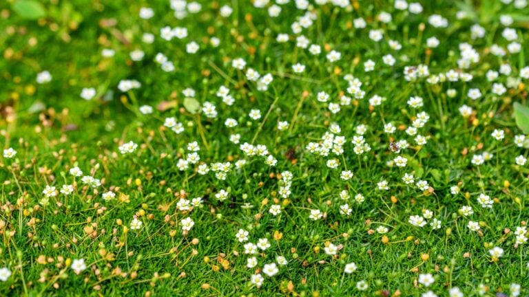 How to Plant, Grow, and Care for Irish Moss