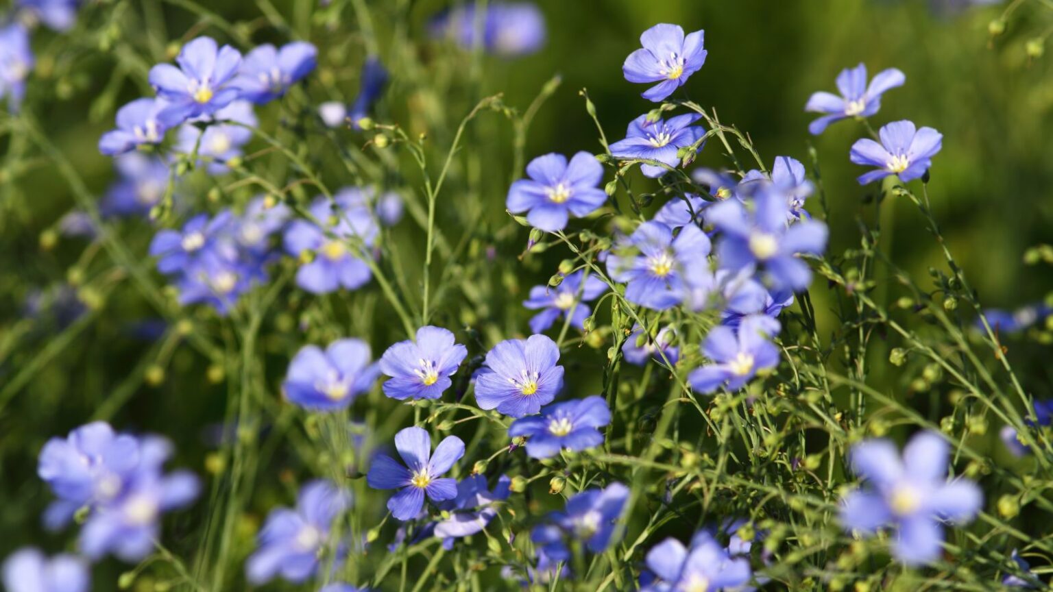 How to Plant, Grow, and Care for Flax
