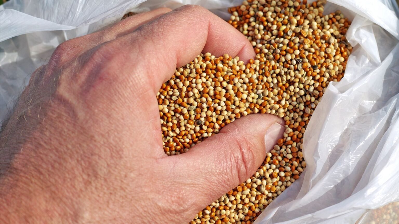 How to Plant, Grow, and Care for Millet