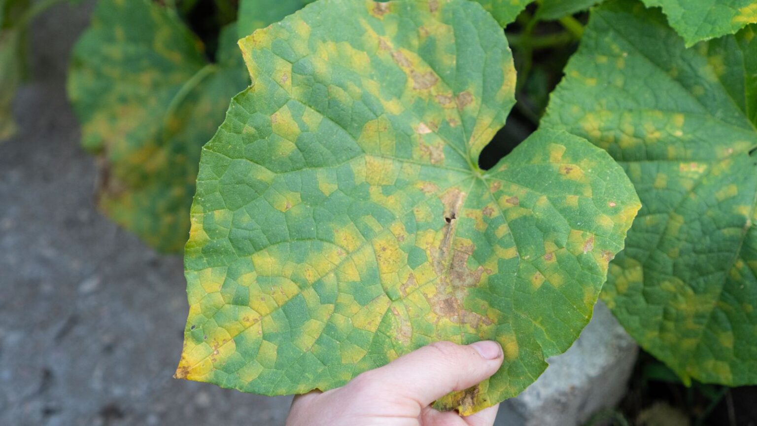 Cucumber Mosaic Virus Identification and Treatment