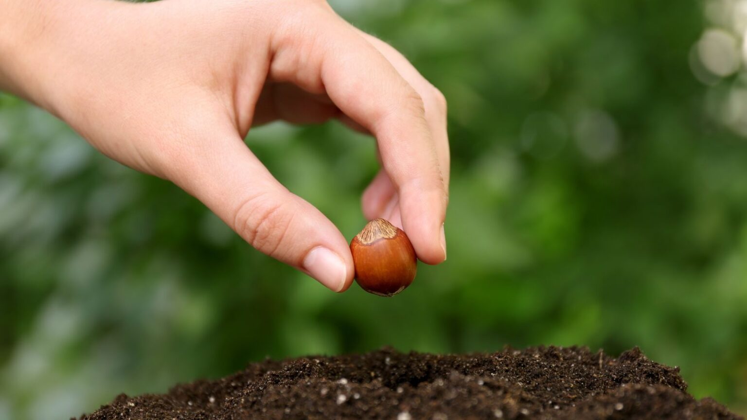 How to Plant, Grow, and Care for Hazelnuts